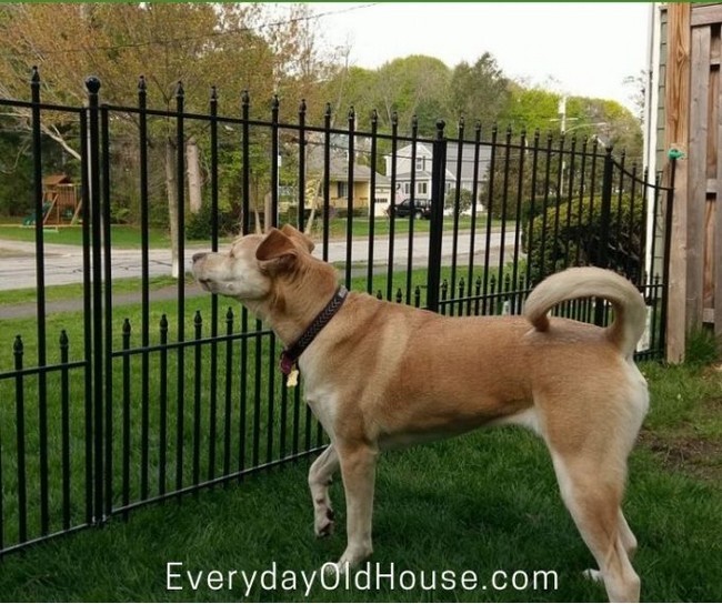 17 DIY Garden Fence Plans You Can Make Today - DIYnCrafty