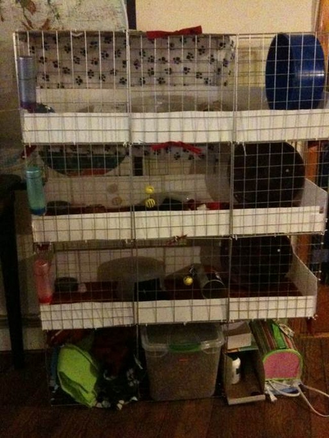 21 DIY Hedgehog Cage Ideas For Hedgehog lovers - DIYnCrafty