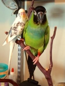 11 DIY Bird Perch Ideas For Parrots - DIYnCrafty
