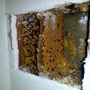 19 DIY Indoor Beehive Plans For Bee Fans - DIYnCrafty