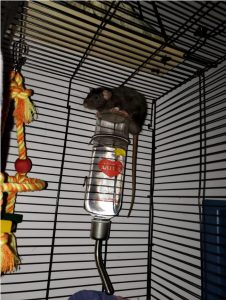 17 Easy DIY Rat Cage Ideas For Your Cute Pet - DIYnCrafty