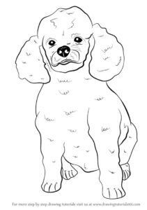 22 Poodle Drawing Ideas - How To Draw Poodle - DIYnCrafty