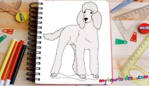 22 Poodle Drawing Ideas - How To Draw Poodle - DIYnCrafty