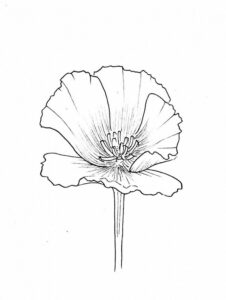 20 Poppy Drawing Ideas - How To Draw Poppy Flower - DIYnCrafty
