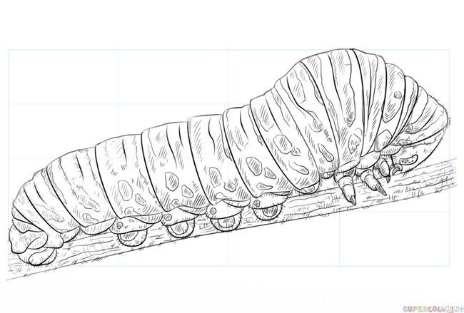 20 Easy Caterpillar Drawing Ideas For Insect Life Lovers - DIYnCrafty