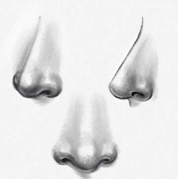 20 Nose Drawing Ideas For Drawing Enthusiasts - DIYnCrafty