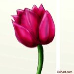 25 Tulip Drawing Ideas - How To Draw Tulip - DIYnCrafty