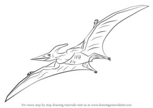 16 Pterodactyl Drawing Ideas - How To Draw Pterodactyl - DIYnCrafty