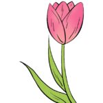 25 Tulip Drawing Ideas - How To Draw Tulip - DIYnCrafty