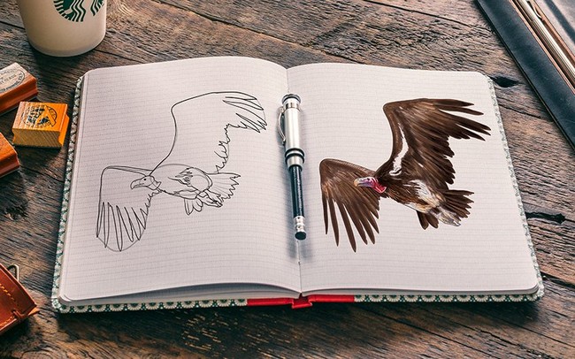 20 Vulture Drawing Ideas - How To Draw Vulture - DIYnCrafty