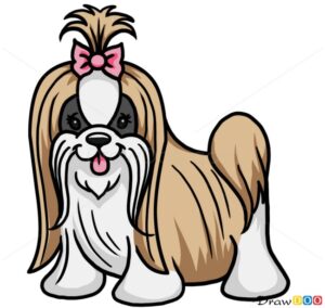 15 Shih Tzu Drawing Ideas - How To Draw Shih Tzu - DIYnCrafty