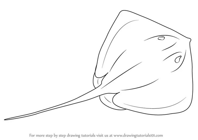 18 Stingray Drawing Ideas - Step By Step Guide - DIYnCrafty