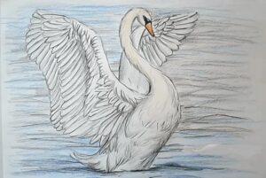 21 Swan Drawing Ideas - How To Draw Swan - DIYnCrafty