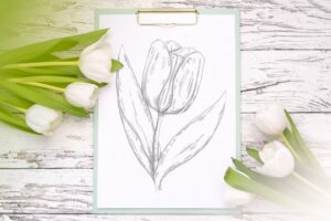 25 Tulip Drawing Ideas - How To Draw Tulip - DIYnCrafty